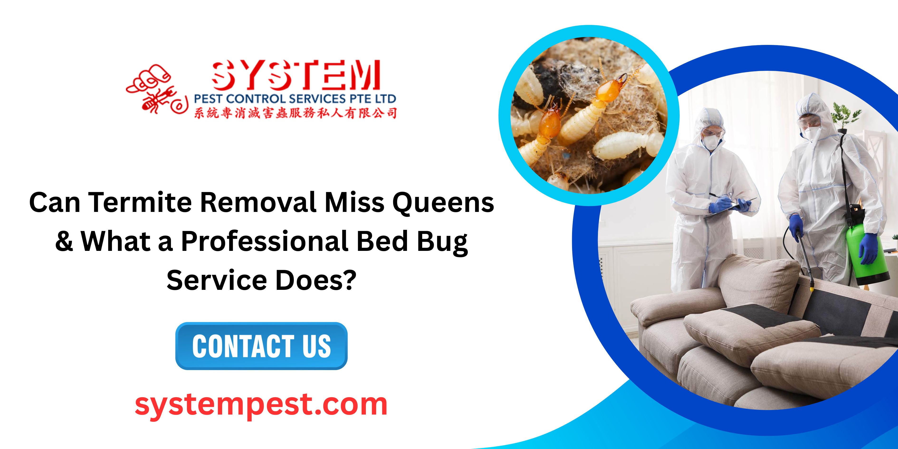 Termite Removal | Bed Bug Treatment Service Singapore - System Pest