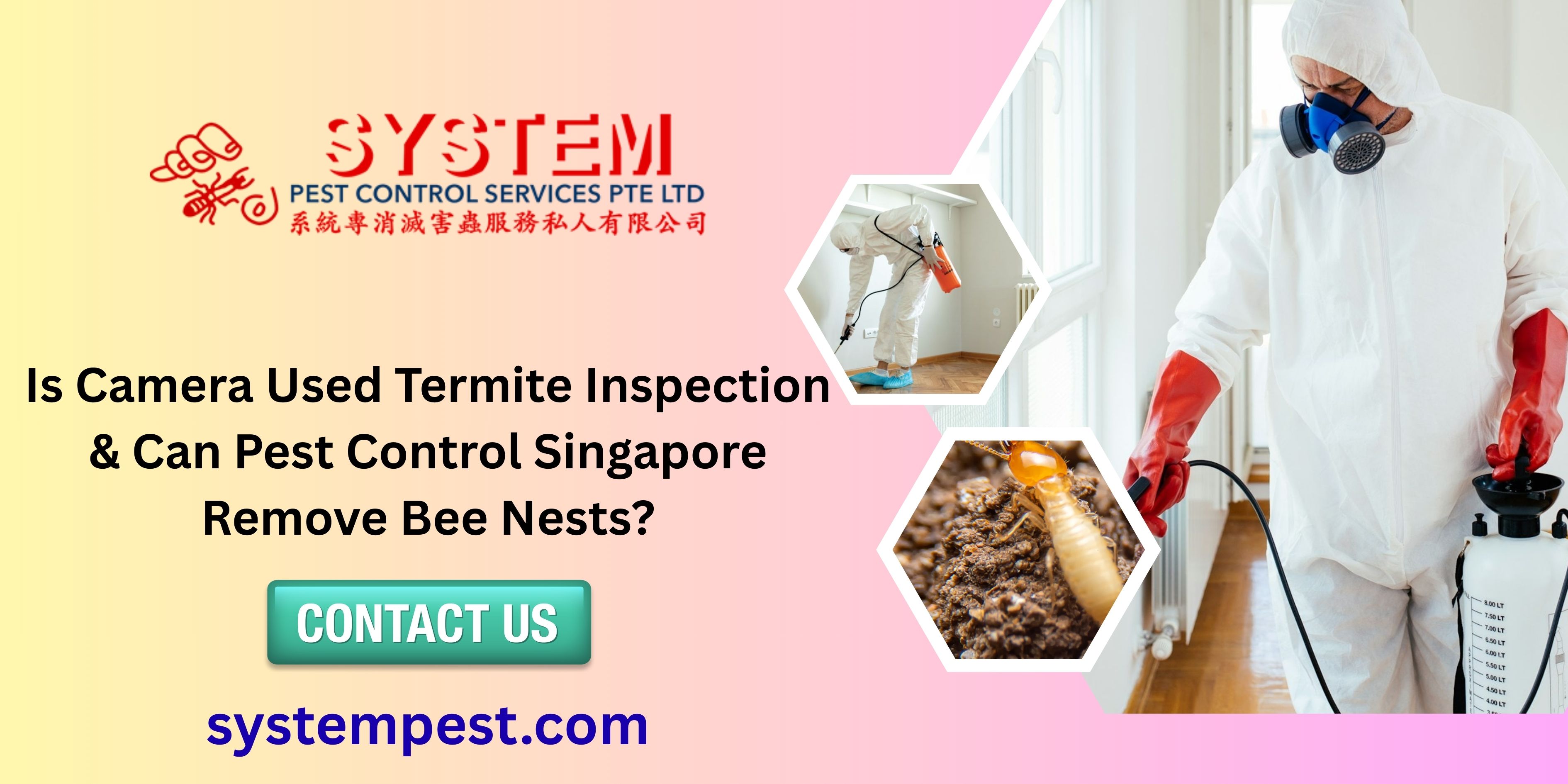 Termite Infestation Singapore | Pest Control Singapore - System Pest