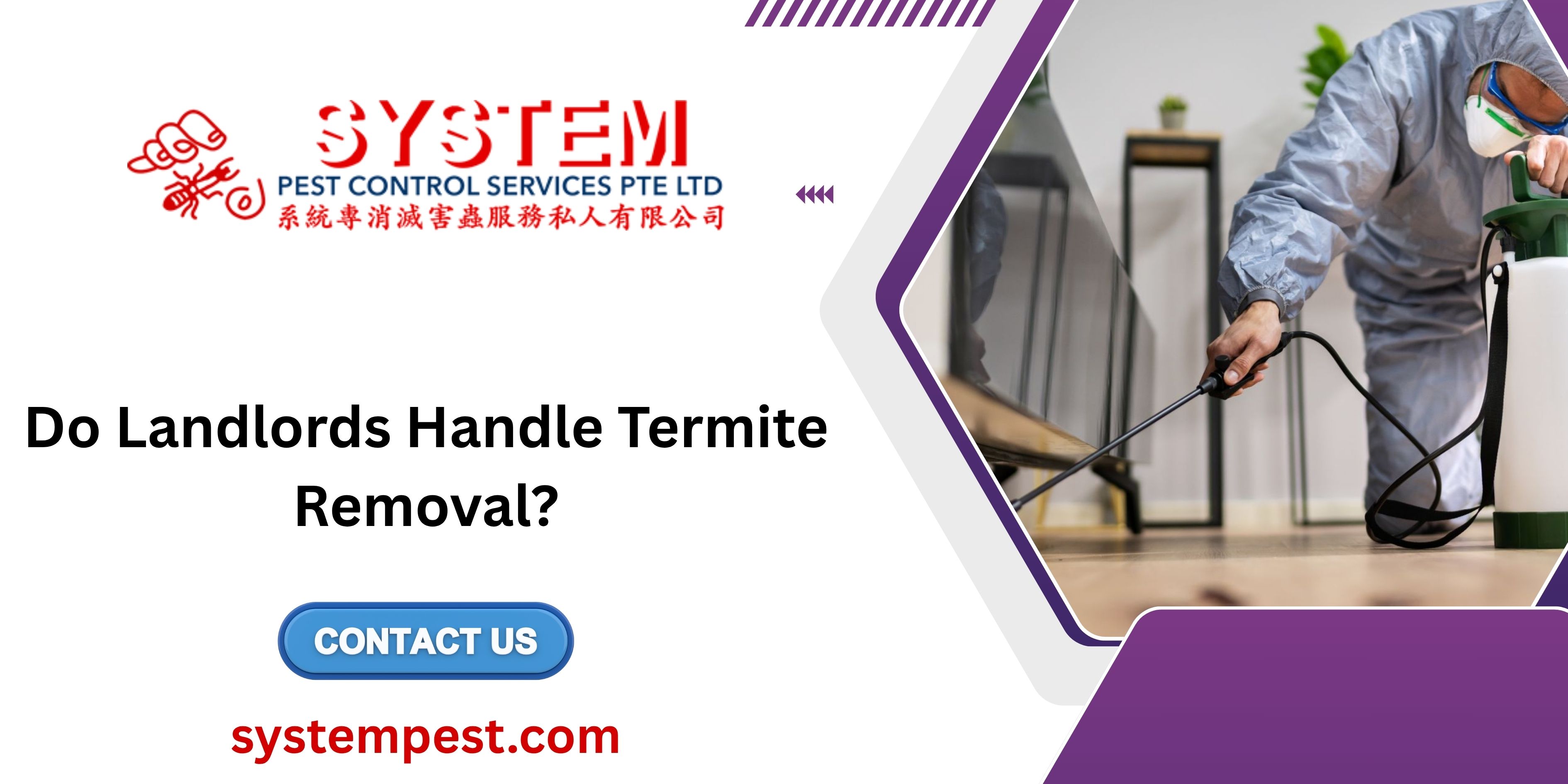 Termite Removal | Termite Control in Singapore - System Pest